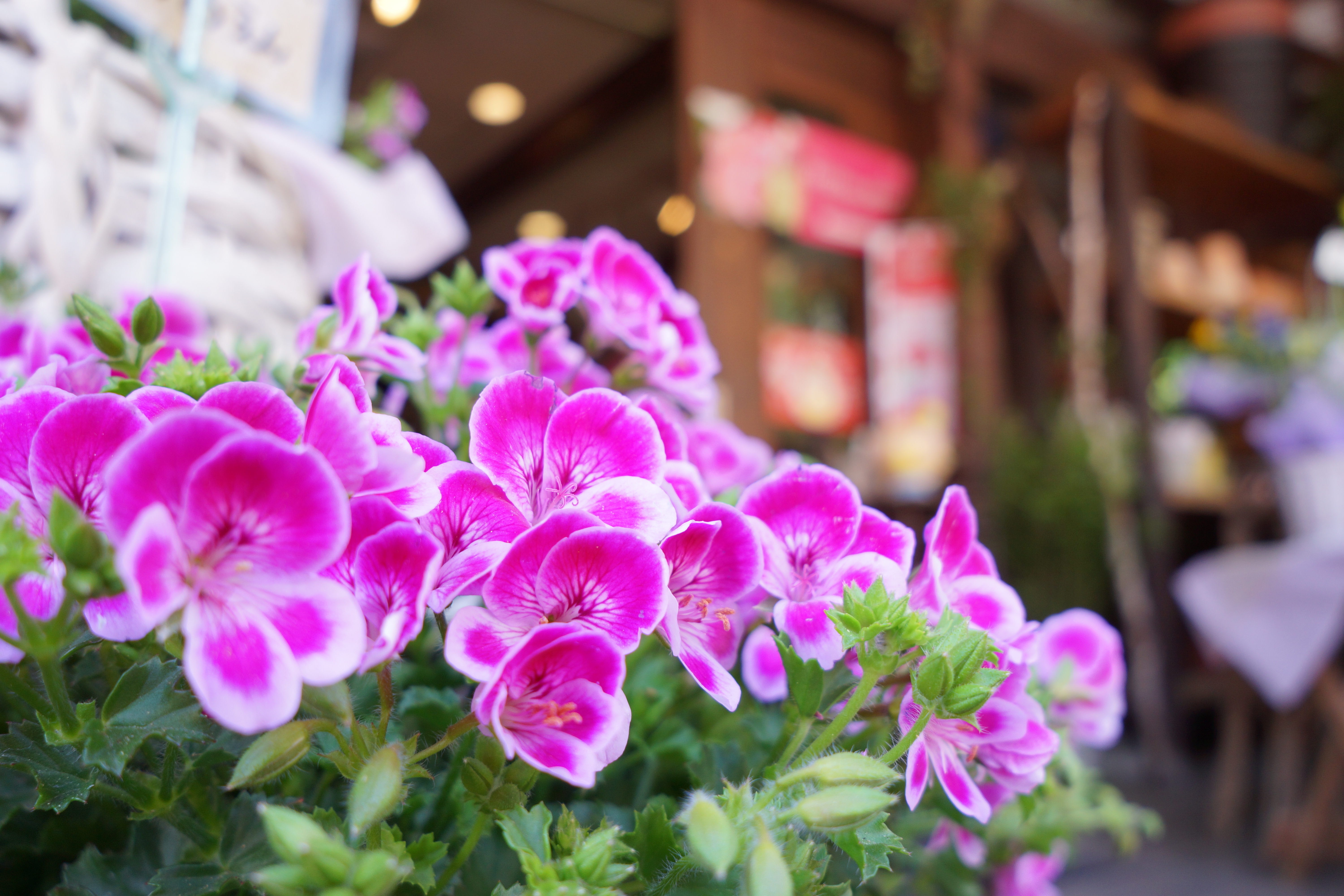 E mount 20mm F2 8