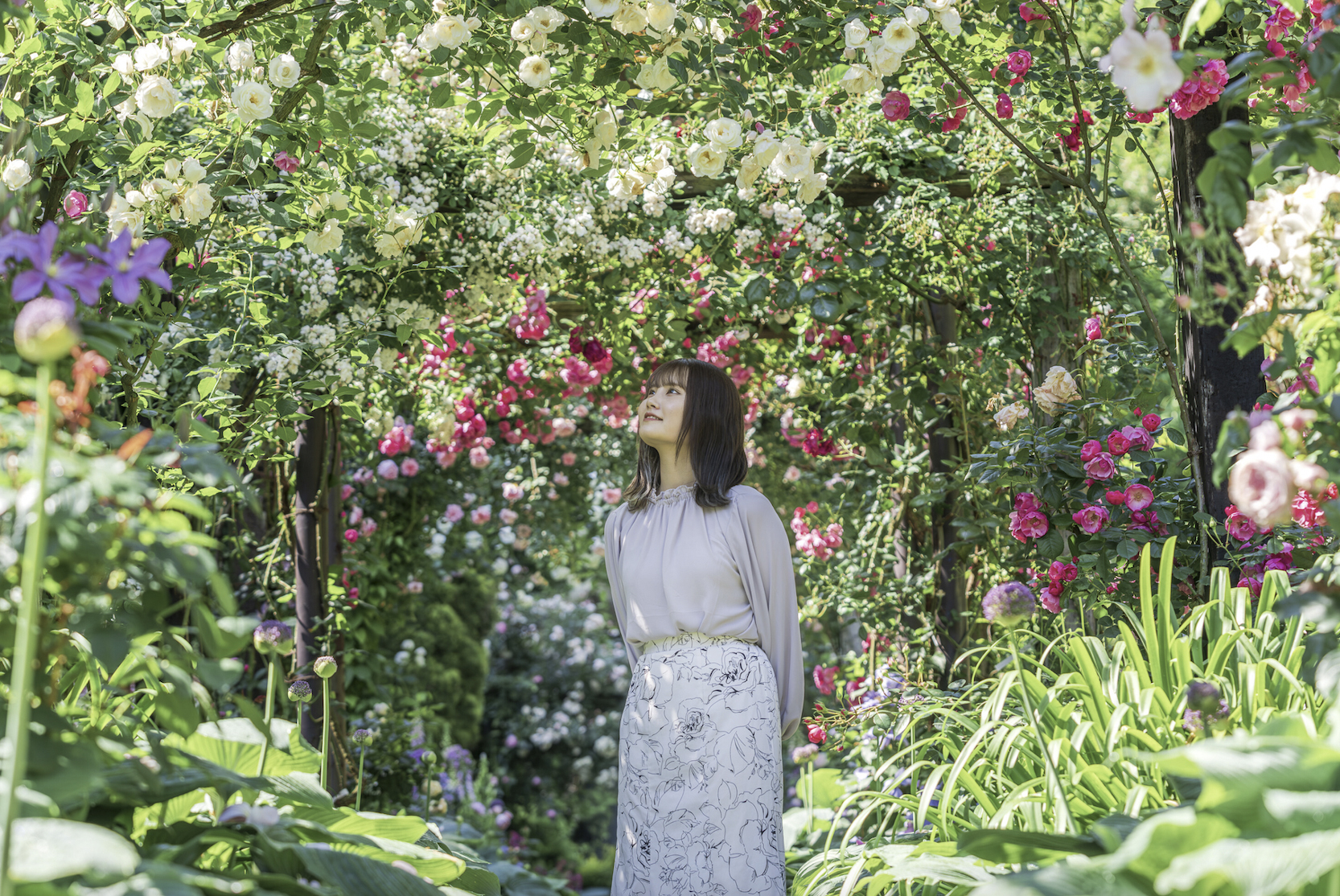 【イベント告知】ACAO FORESTで600種4,000株が咲き誇るバラの祭典 - デジカメ Watch